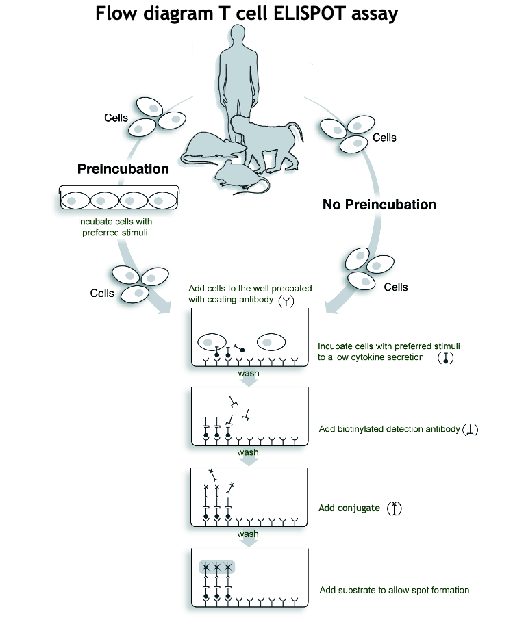 T cell ELISPOT assay | U-CyTech